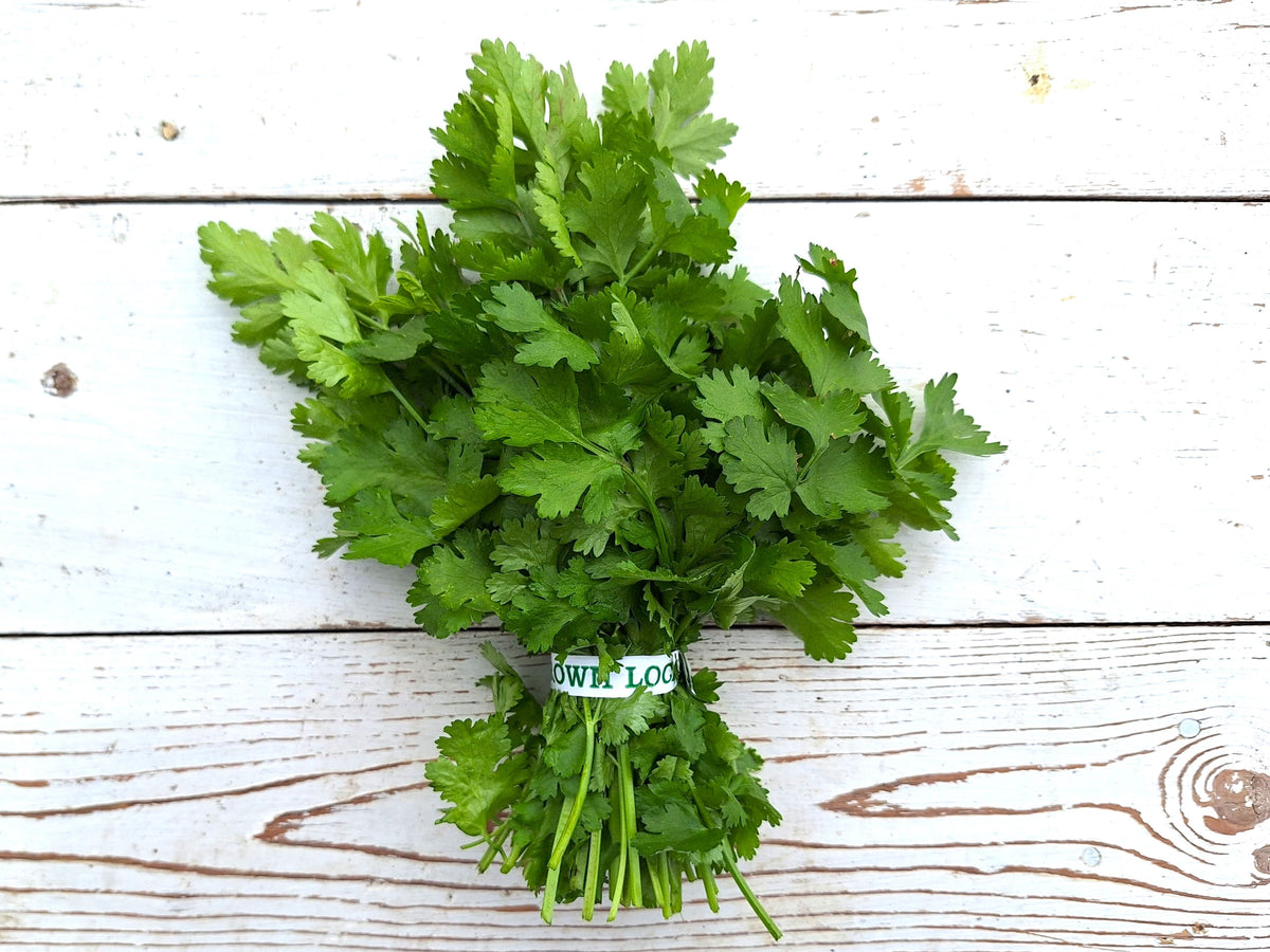 Easy Ways to Use Cilantro for Everyday Meals – Glory Garden
