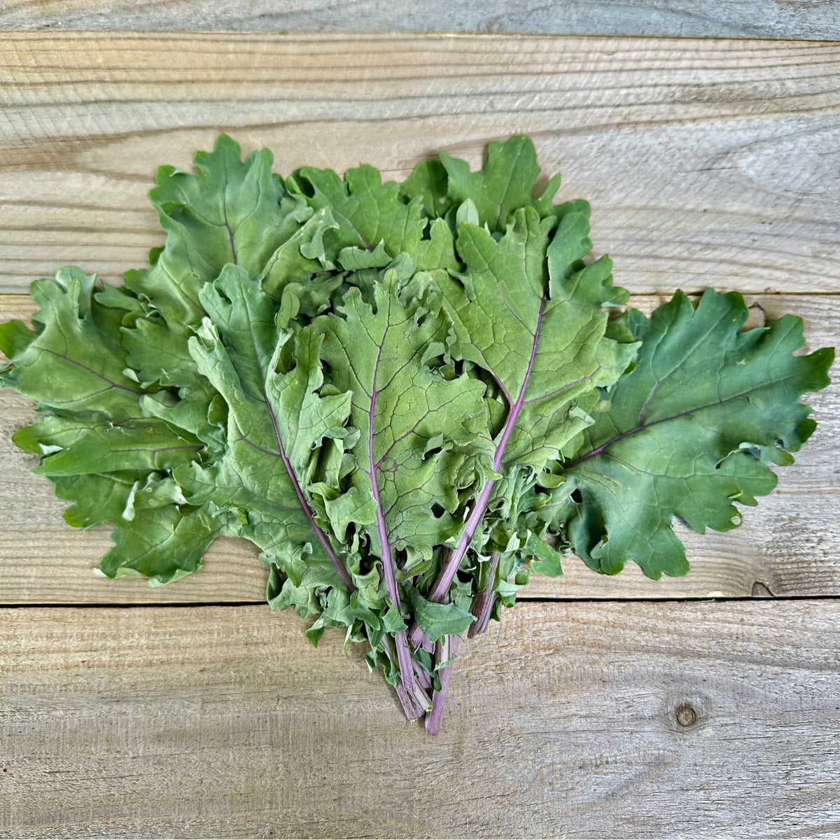 Red Russian Kale, 6 oz Bunch – Glory Garden